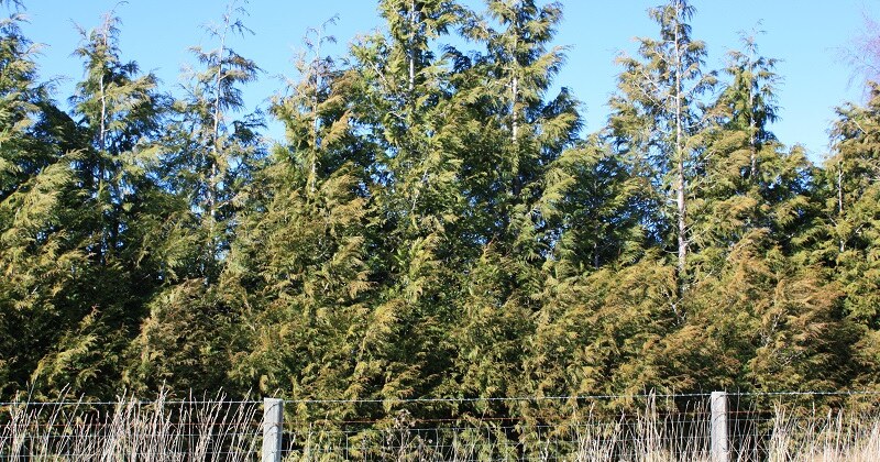 Thuja plicata • Pukerau Nursery