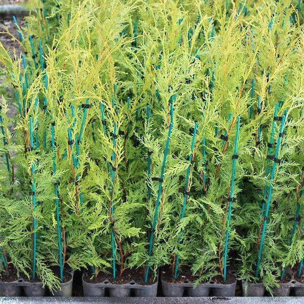 Cupressocyparis leylandii ‘Leighton Green’ • Pukerau Nursery