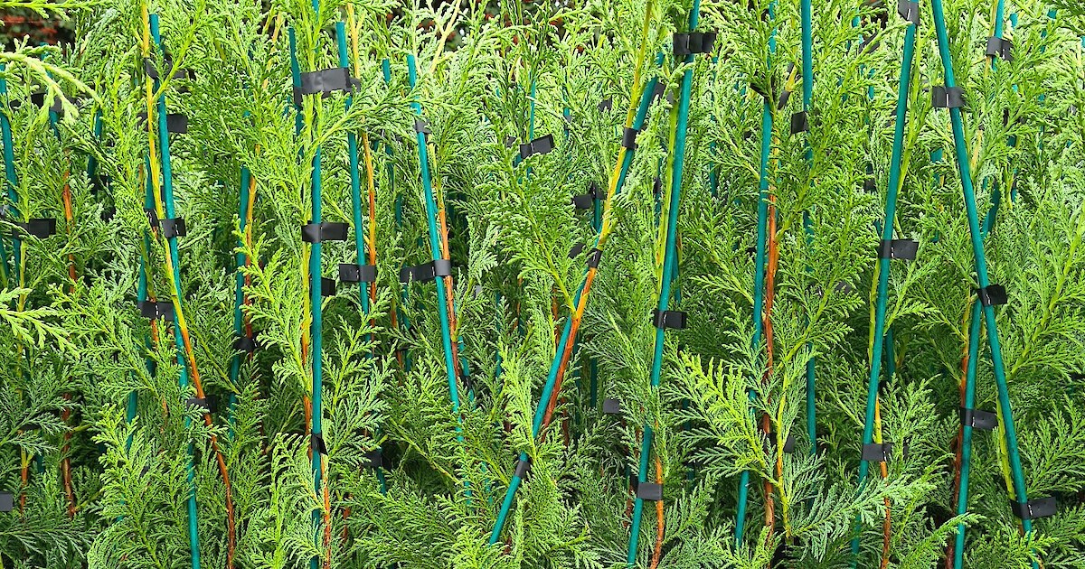 Cupressocyparis x ‘Ovensii’ • Pukerau Nursery