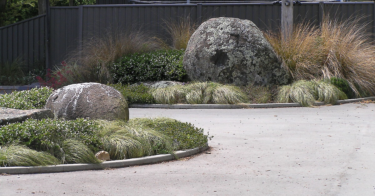 Carex comans ‘Frosted Curls’ • Pukerau Nursery