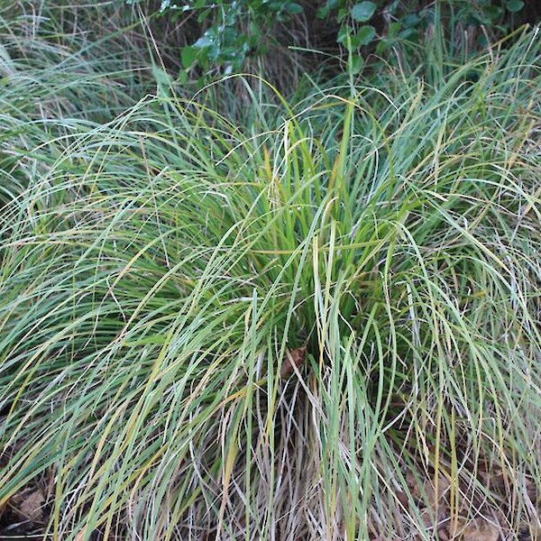 Carex dissita • Pukerau Nursery