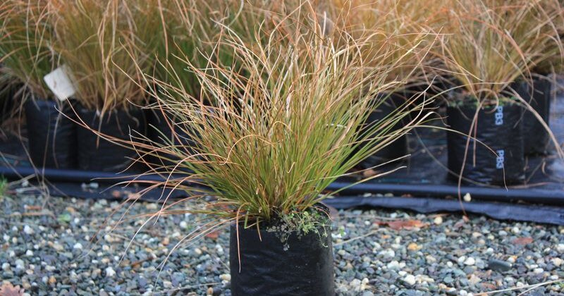 Carex testacea • Pukerau Nursery