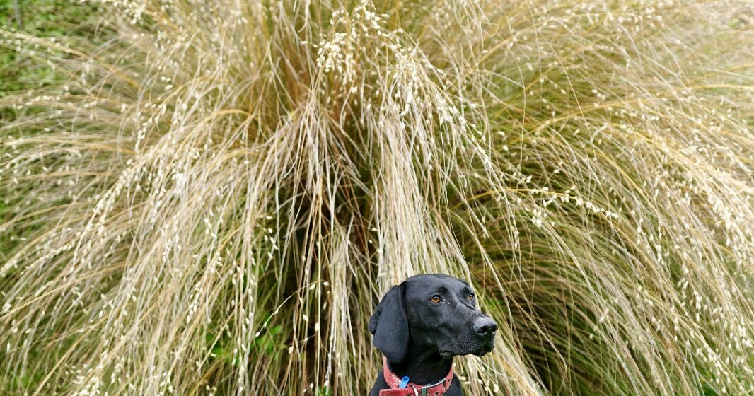Chionochloa rubra ssp. cuprea • Pukerau Nursery