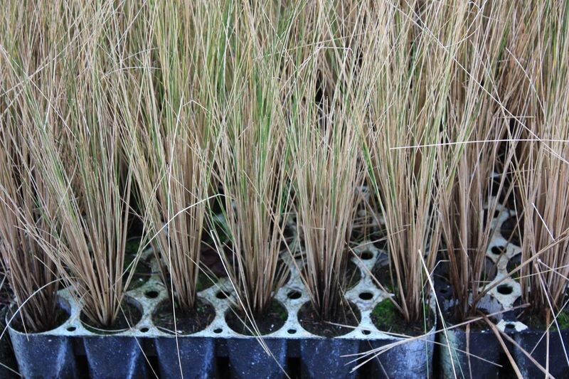 Festuca novae-zelandiae • Pukerau Nursery