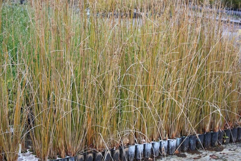 Juncus edgariae • Pukerau Nursery
