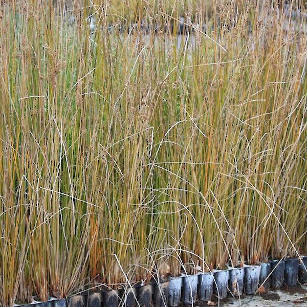 Juncus edgariae • Pukerau Nursery