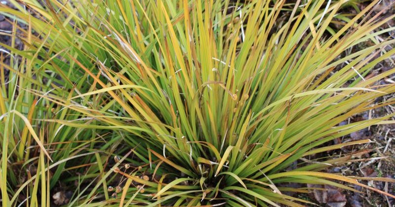 Libertia grandiflora • Pukerau Nursery