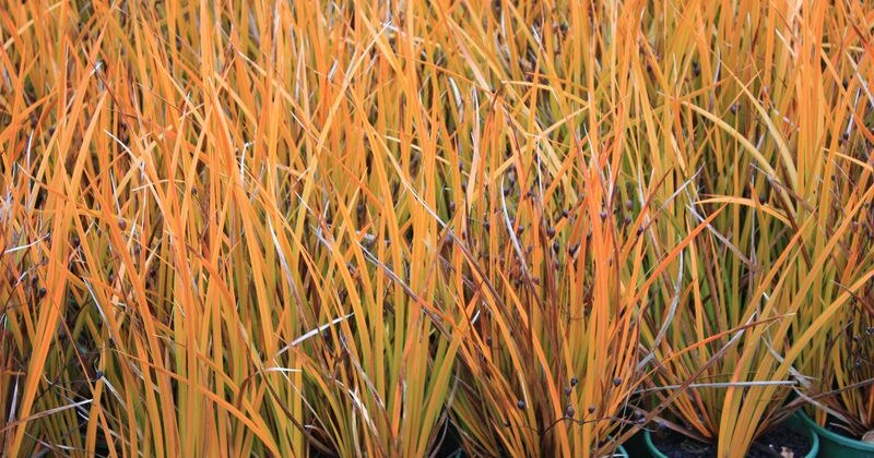 Libertia peregrinans • Pukerau Nursery