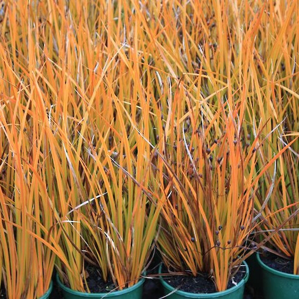 Libertia peregrinans • Pukerau Nursery