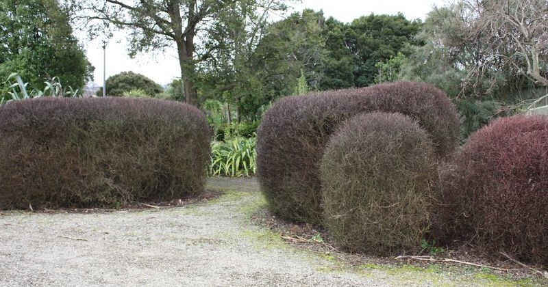 Plagianthus divaricatus • Pukerau Nursery