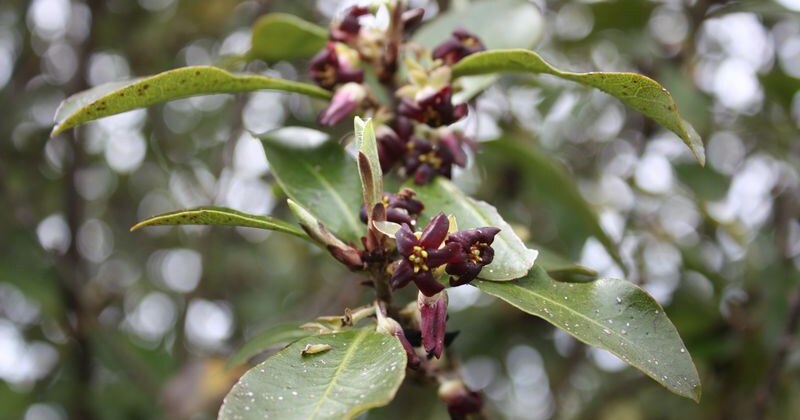 Pittosporum tenuifolium • Pukerau Nursery