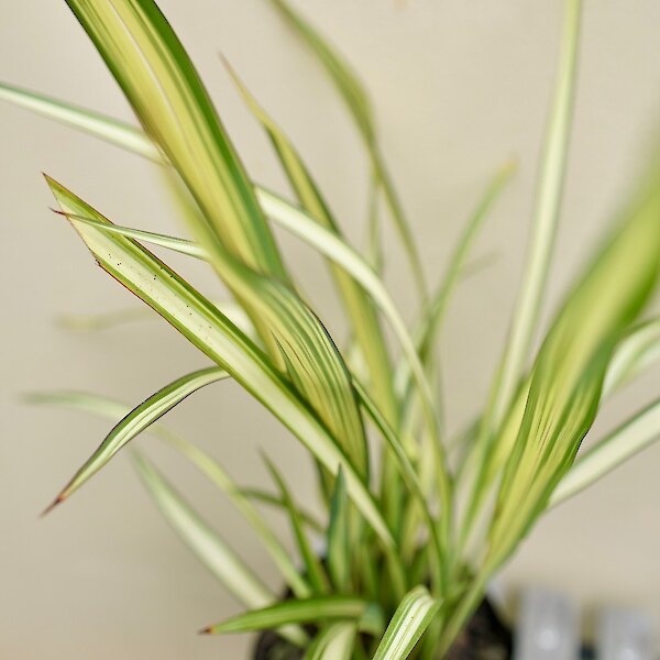 Phormium ‘Cream Delight’ • Pukerau Nursery