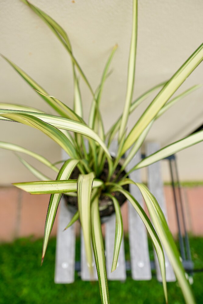 Phormium ‘Cream Delight’ • Pukerau Nursery