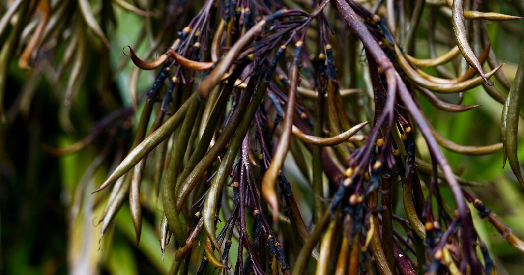 Phormium cookianum • Pukerau Nursery
