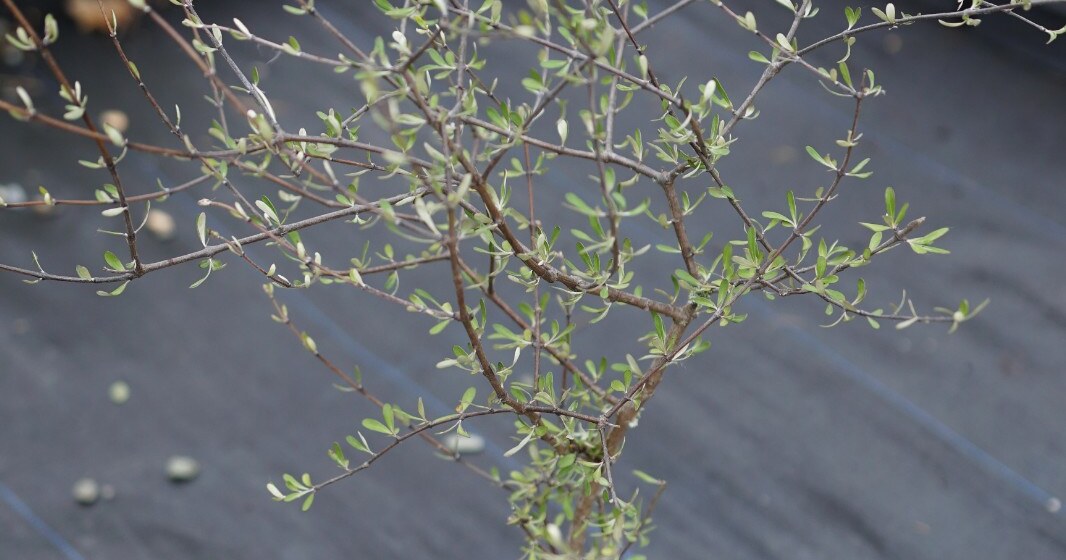Olearia odorata • Pukerau Nursery