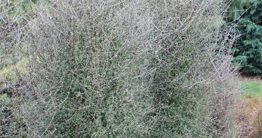 Olearia fimbriata • Pukerau Nursery