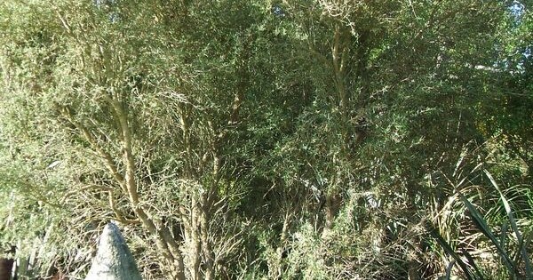 Olearia ‘Dartonii’ • Pukerau Nursery