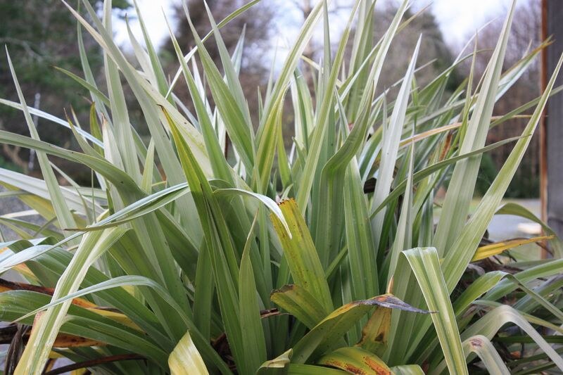 Astelia chathamica • Pukerau Nursery