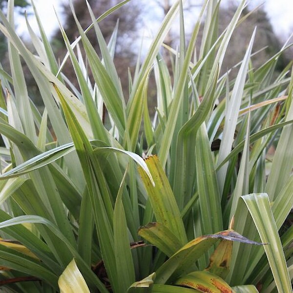 Astelia chathamica • Pukerau Nursery