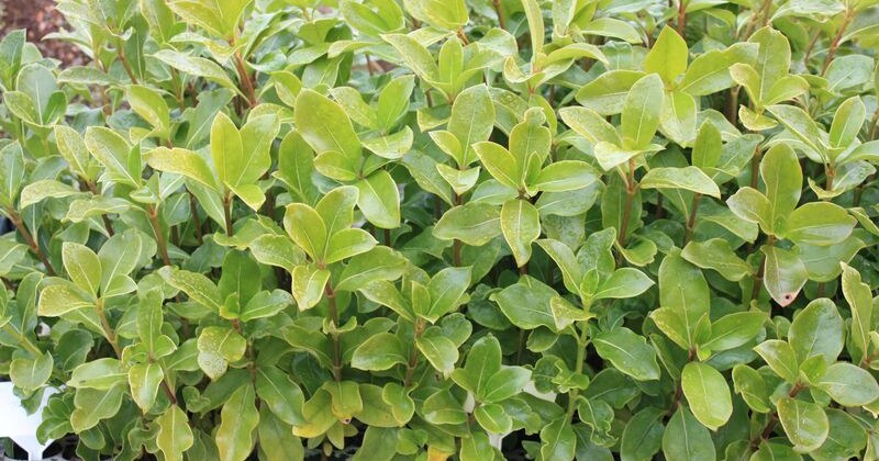 Coprosma lucida • Pukerau Nursery