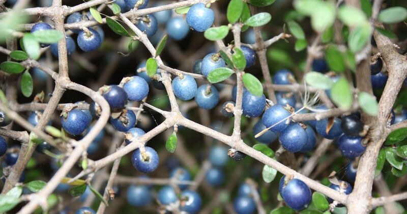 Coprosma propinqua • Pukerau Nursery