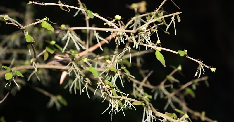 Coprosma rotundifolia • Pukerau Nursery