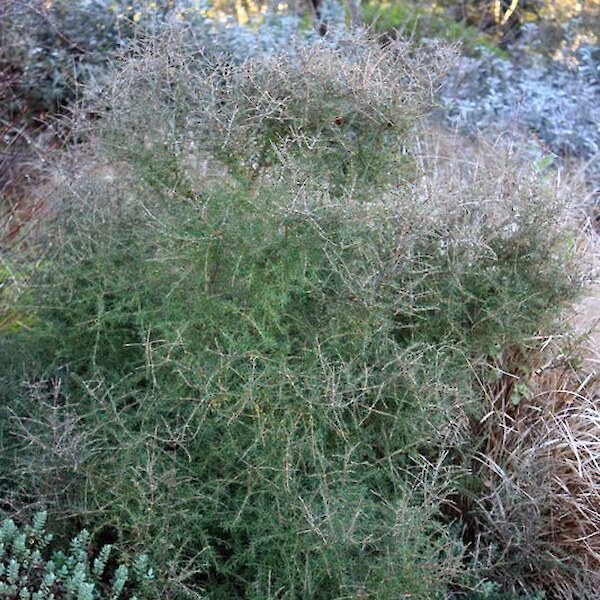 Coprosma rugosa • Pukerau Nursery