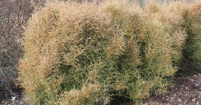 Coprosma rugosa ‘Clearwater Gold’ • Pukerau Nursery