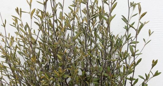 Corokia ‘Red Wonder’ • Pukerau Nursery