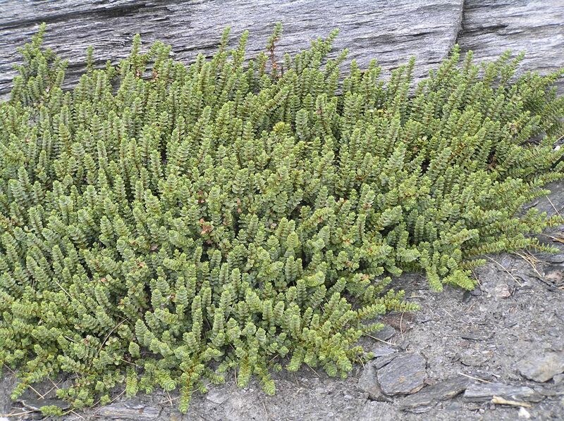 Hebe buchananii • Pukerau Nursery