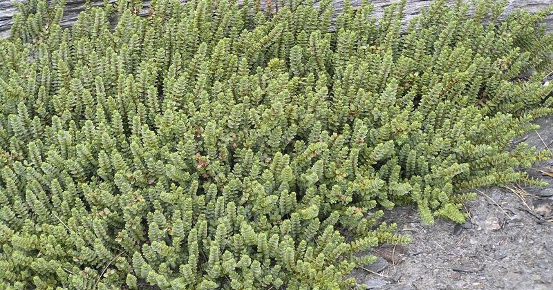 Hebe buchananii • Pukerau Nursery