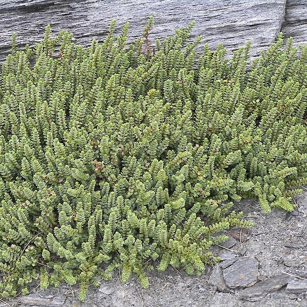 Hebe buchananii • Pukerau Nursery