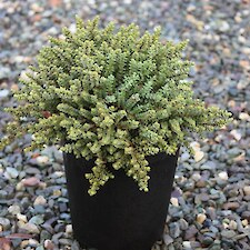 Hebe buchananii • Pukerau Nursery
