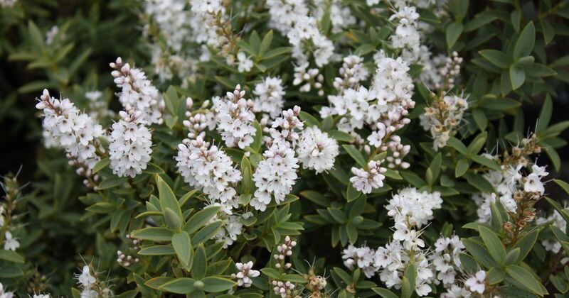 Hebe glaucophylla • Pukerau Nursery