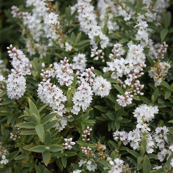 Hebe glaucophylla • Pukerau Nursery