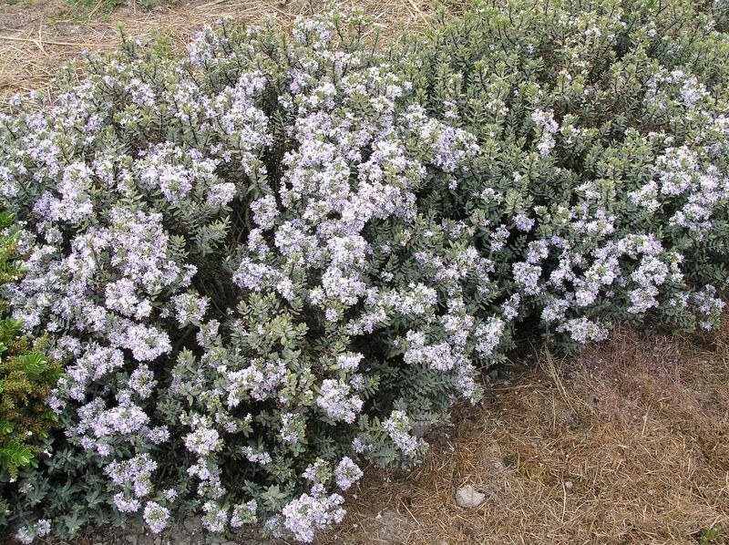 Hebe ‘McEwanii’ • Pukerau Nursery
