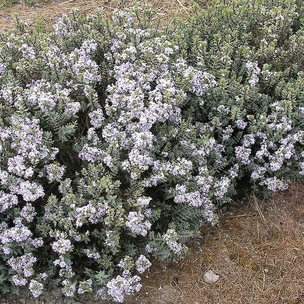 Hebe ‘McEwanii’ • Pukerau Nursery