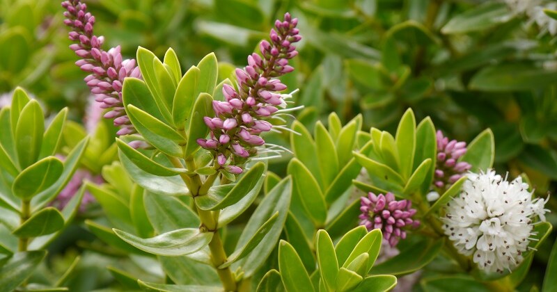 Hebe ‘Oratia Beauty’ • Pukerau Nursery