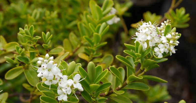 Hebe rakaiensis • Pukerau Nursery