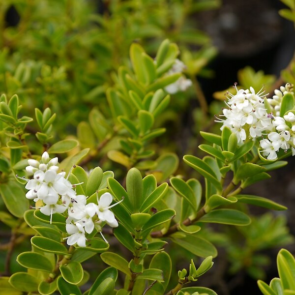 Hebe rakaiensis • Pukerau Nursery