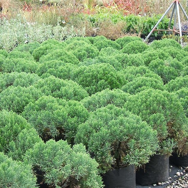 Leonohebe cupressoides ‘Nana’ • Pukerau Nursery