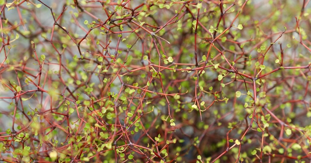 Muehlenbeckia astonii • Pukerau Nursery