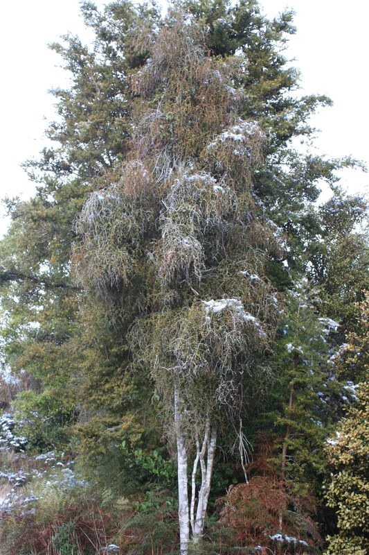 Myrsine divaricata • Pukerau Nursery