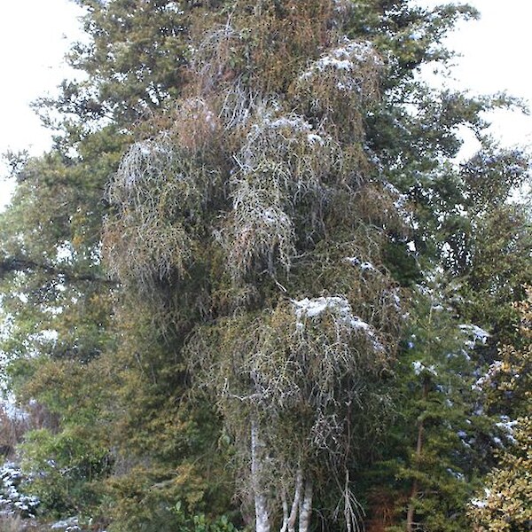 Myrsine divaricata • Pukerau Nursery