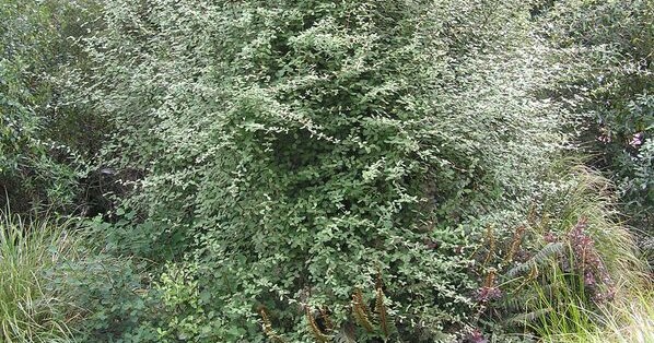 Olearia hectorii • Pukerau Nursery