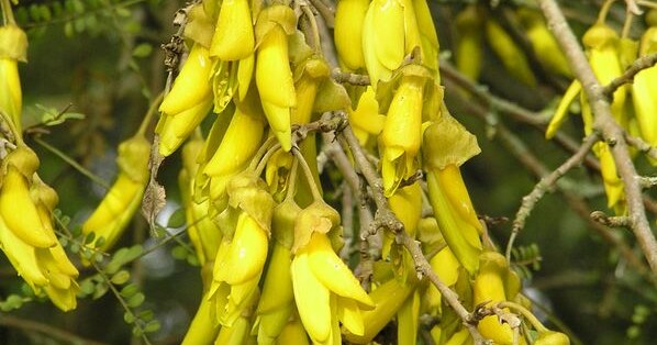 Sophora microphylla • Pukerau Nursery