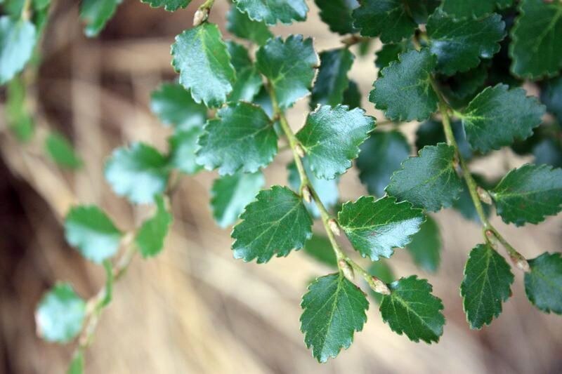 Lophozonia menziesii • Pukerau Nursery