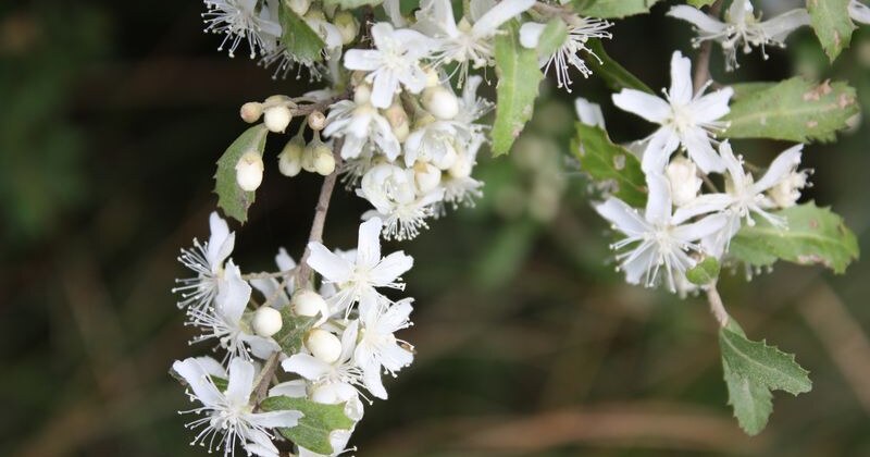 Hoheria angustifolia • Pukerau Nursery