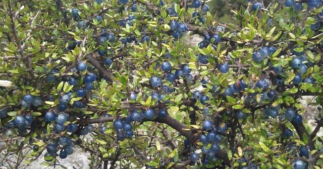 Revegetation | riparian planting | native plants • Pukerau Nursery