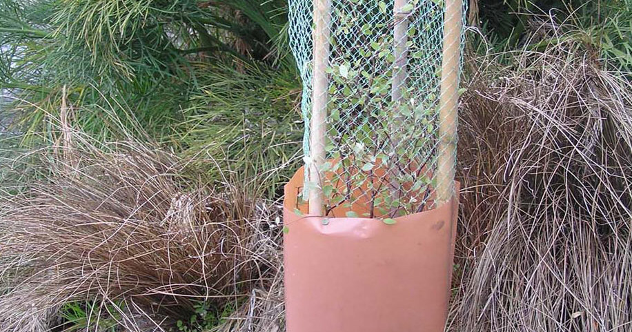 Combo tree protectors • Pukerau Nursery